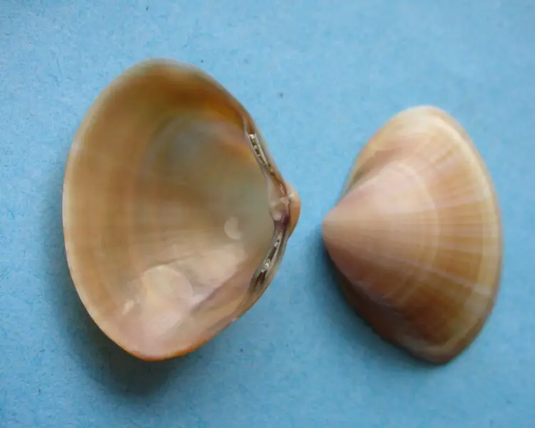 Mactra stultorum - Facts, Diet, Habitat & Pictures on Animalia.bio