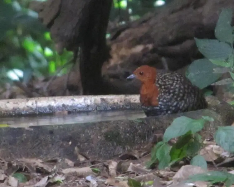Buff-spotted flufftail - Facts, Diet, Habitat & Pictures on Animalia.bio