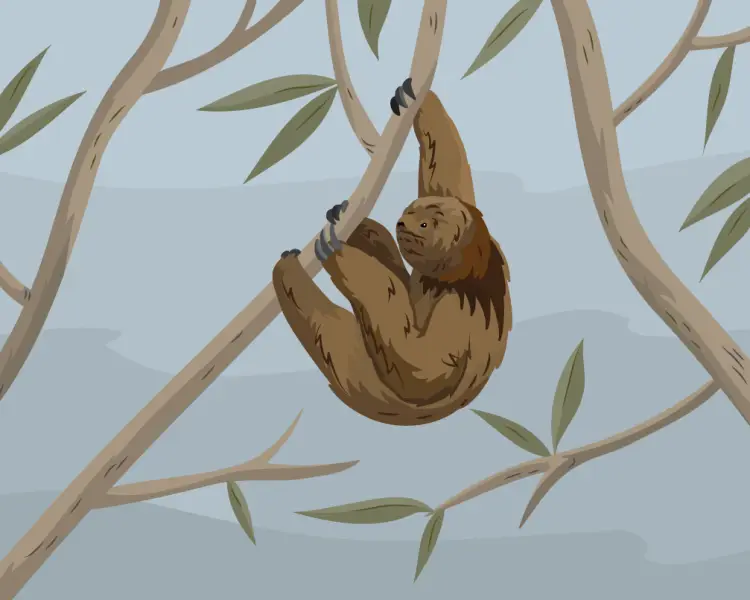 Maned Sloth - Facts, Diet, Habitat & Pictures on Animalia.bio