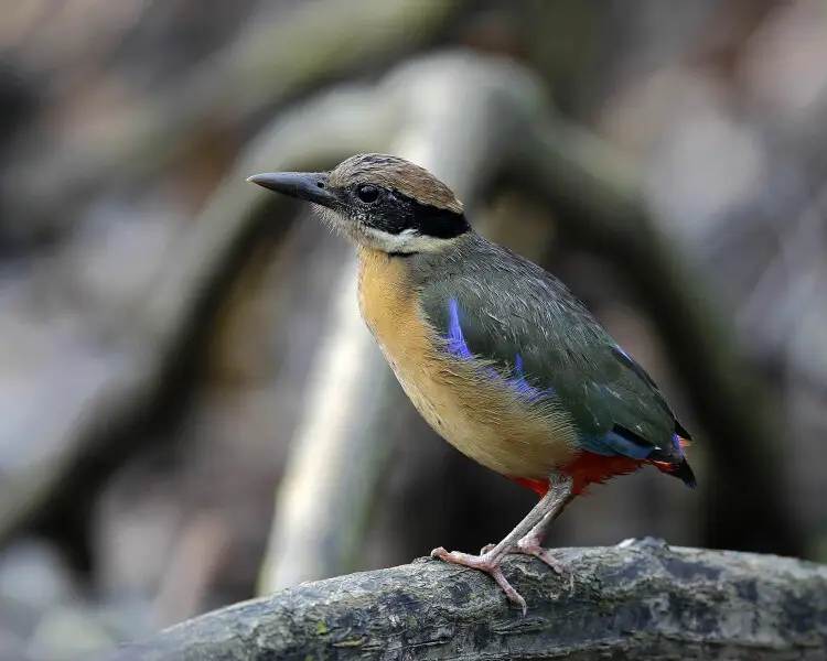 Mangrove pitta - Facts, Diet, Habitat & Pictures on Animalia.bio