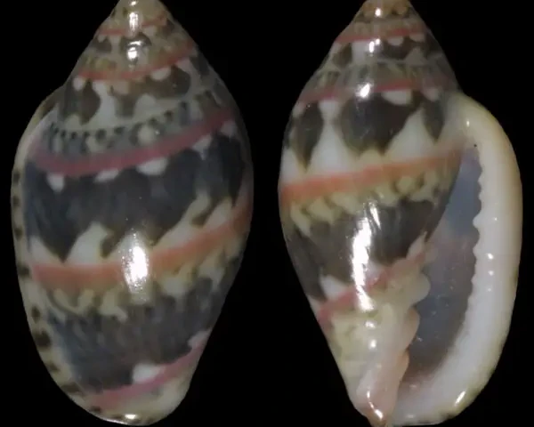 Marginella liparozona - факти, дієта, ареал і фотографії на Animalia.bio