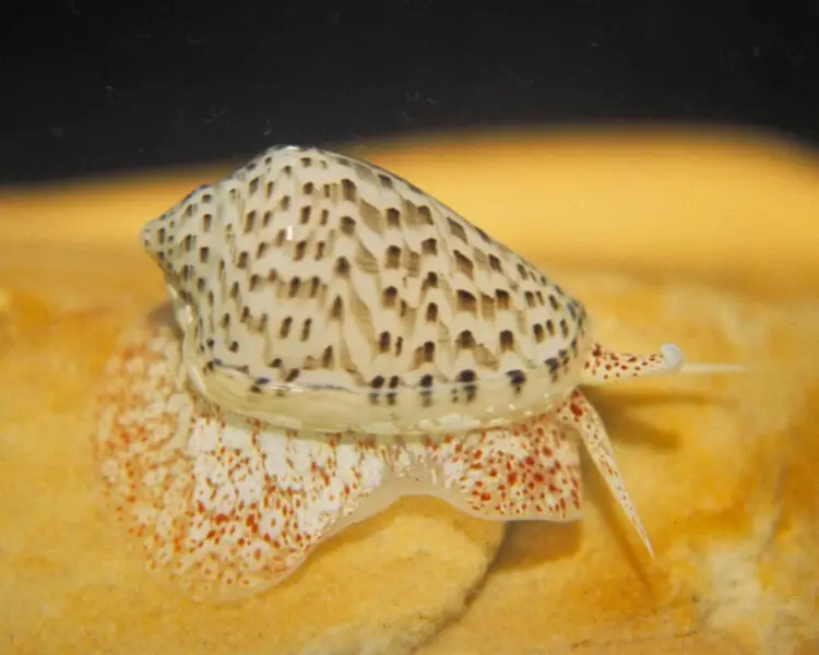 Marginella mosaica - Facts, Diet, Habitat & Pictures on Animalia.bio