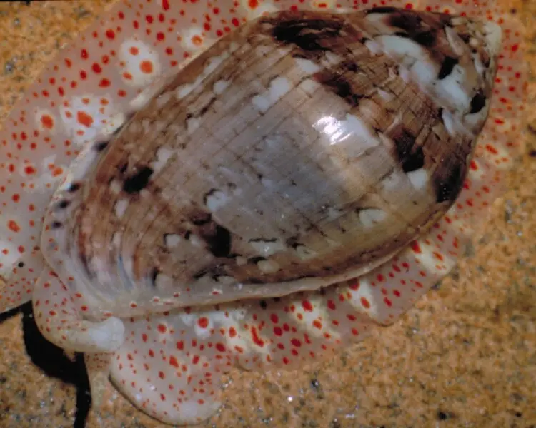 Marginella rosea - Facts, Diet, Habitat & Pictures on Animalia.bio