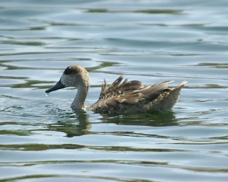 Marbled duck - Facts, Diet, Habitat & Pictures on Animalia.bio