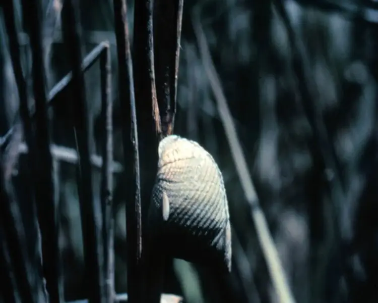 Littoraria irrorata - Facts, Diet, Habitat & Pictures on Animalia.bio