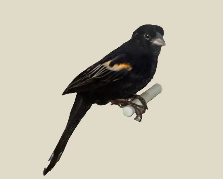 Euplectes hartlaubi - факти, дієта, ареал і фотографії на Animalia.bio