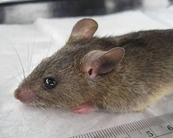 Mastomys natalensis - Facts, Diet, Habitat & Pictures on Animalia.bio