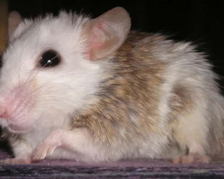 Southern multimammate mouse - Facts, Diet, Habitat & Pictures on ...