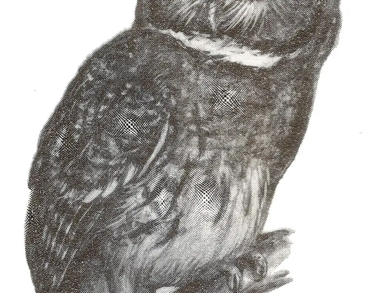 Megascops albogularis - Facts, Diet, Habitat & Pictures on Animalia.bio