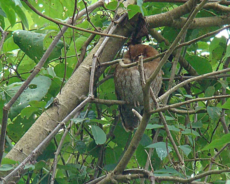 Megascops gilesi - факти, дієта, ареал і фотографії на Animalia.bio