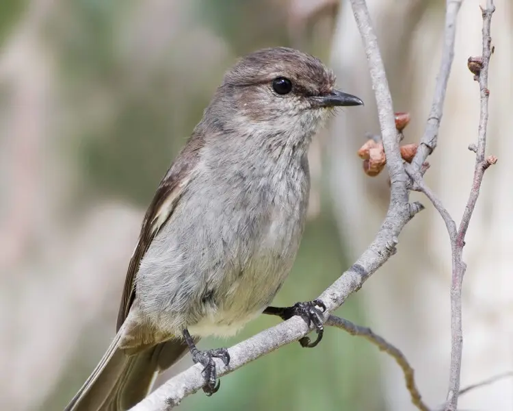 Dusky robin - Facts, Diet, Habitat & Pictures on Animalia.bio