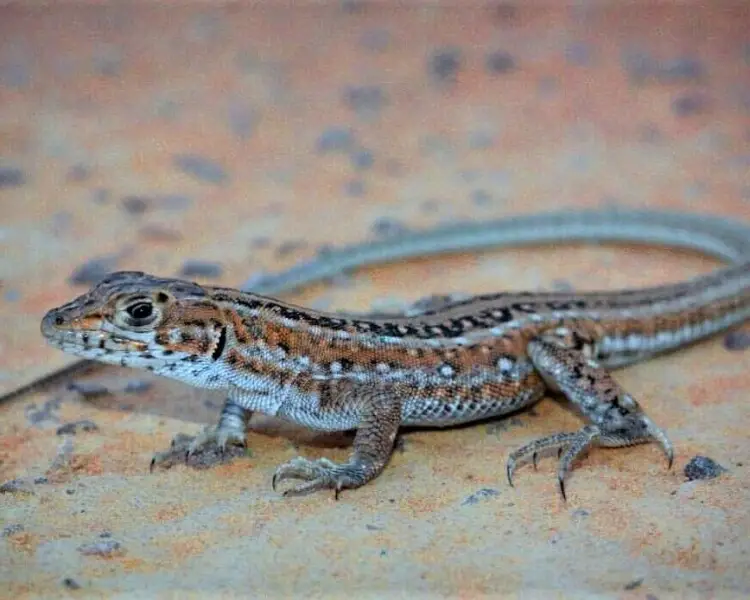 Meroles knoxii - факти, дієта, ареал і фотографії на Animalia.bio