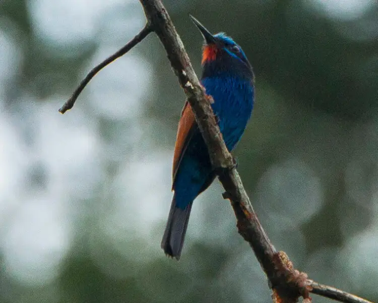 Merops mentalis - Fatti, dieta, habitat e immagini su Animalia.bio