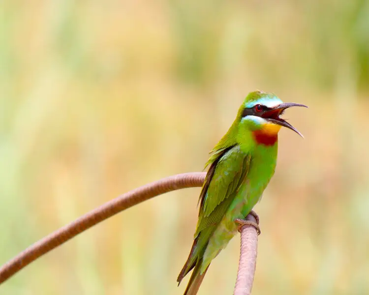 Blue-cheeked bee-eater - Facts, Diet, Habitat & Pictures on Animalia.bio