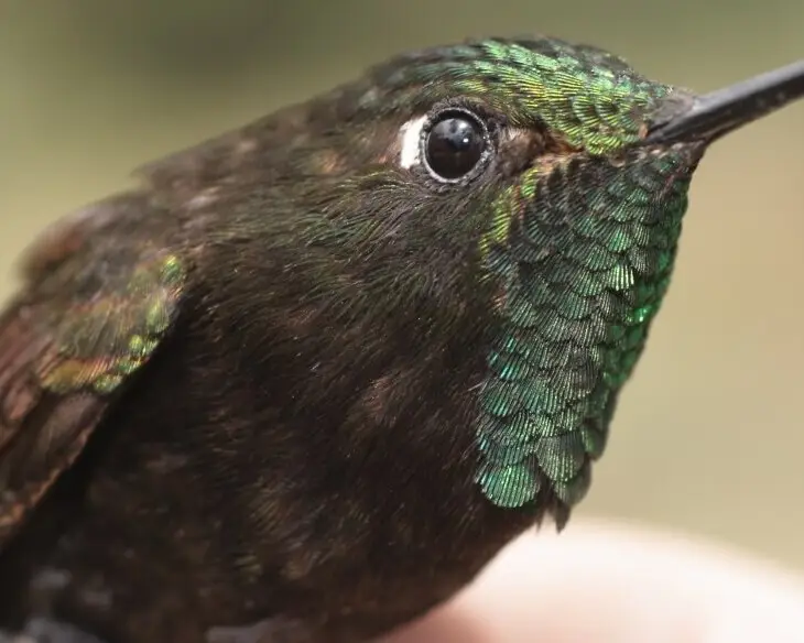 Perijá metaltail - Facts, Diet, Habitat & Pictures on Animalia.bio