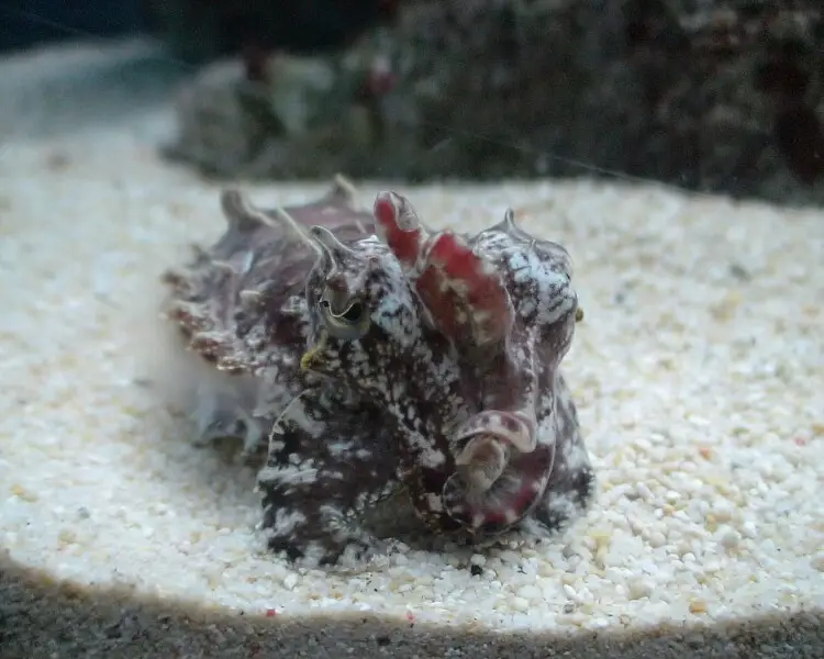 Metasepia tullbergi - Fatti, dieta, habitat e immagini su Animalia.bio