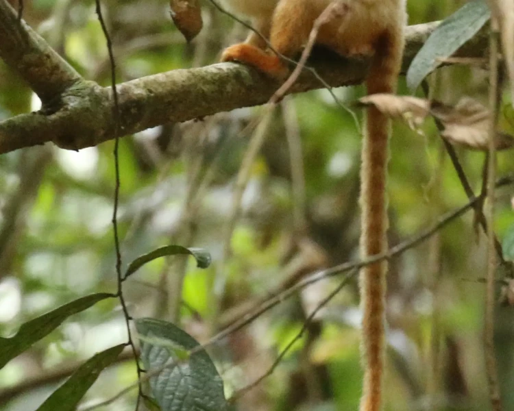 Mico chrysoleucos - факти, дієта, ареал і фотографії на Animalia.bio