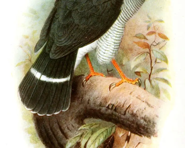 Falco di foresta plumbeo - Fatti, dieta, habitat e immagini su Animalia.bio