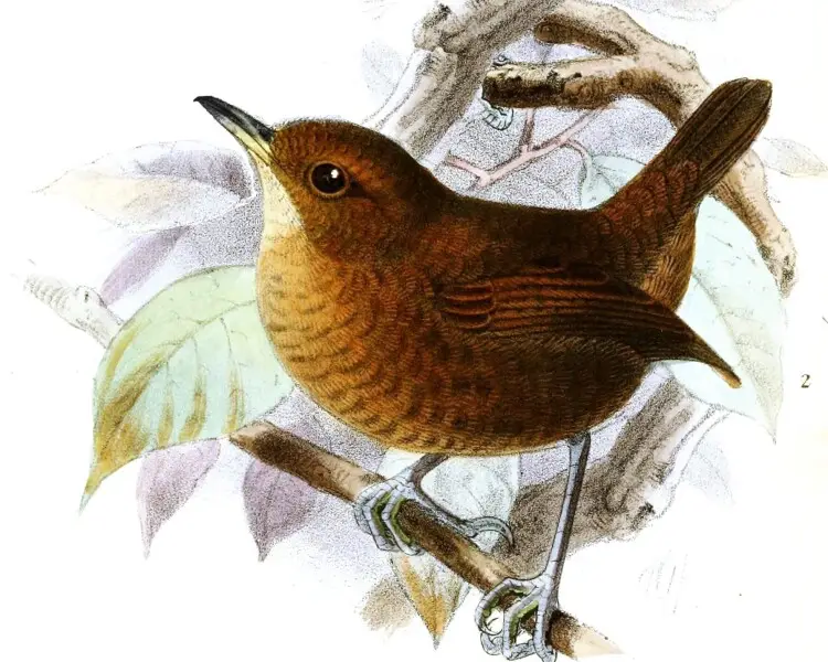 Flutist wren - Facts, Diet, Habitat & Pictures on Animalia.bio