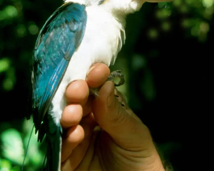 Альціон мікронезійський - факти, дієта, ареал і фотографії на Animalia.bio