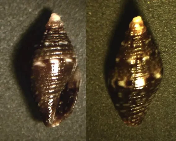 Mitromorpha hierroensis - факти, дієта, ареал і фотографії на Animalia.bio