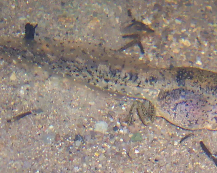 Mixophyes iteratus - факти, дієта, ареал і фотографії на Animalia.bio