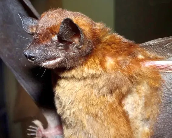 Rufous dog-faced bat - Facts, Diet, Habitat & Pictures on Animalia.bio