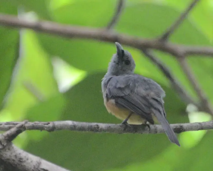 Island monarch - Facts, Diet, Habitat & Pictures on Animalia.bio