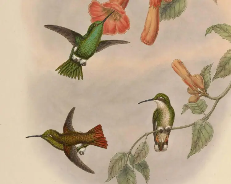 Narrow-tailed emerald - Facts, Diet, Habitat & Pictures on Animalia.bio