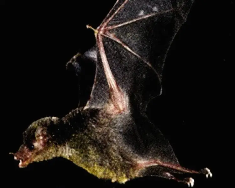 Monophyllus redmani - факти, дієта, ареал і фотографії на Animalia.bio