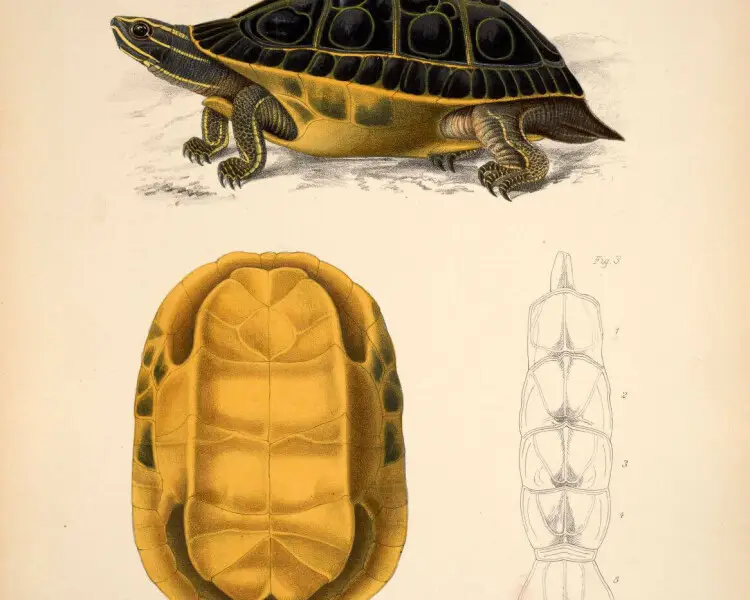 Indian eyed turtle - Facts, Diet, Habitat & Pictures on Animalia.bio