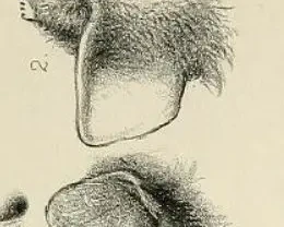 Mormopterus jugularis - факти, дієта, ареал і фотографії на Animalia.bio