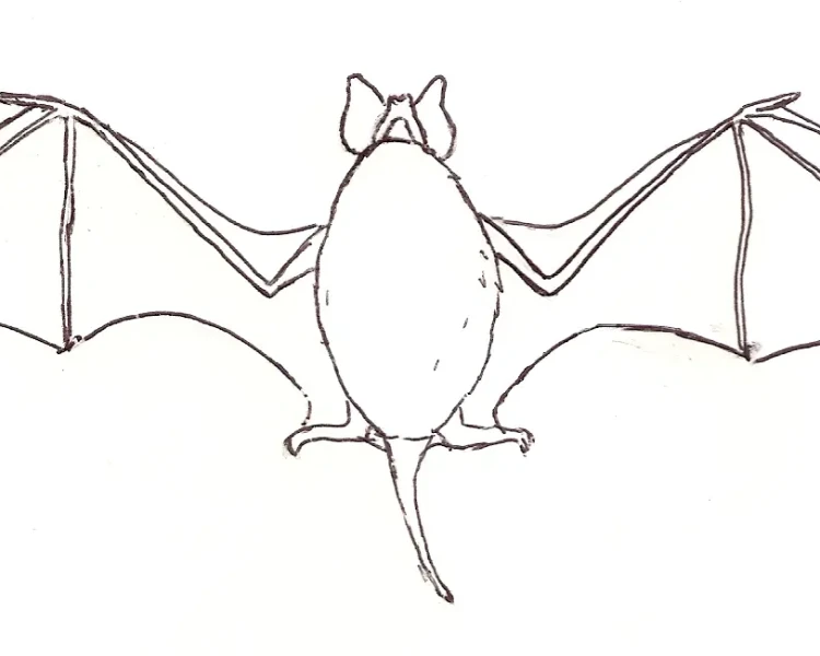 Mormopterus kalinowskii - факти, дієта, ареал і фотографії на Animalia.bio