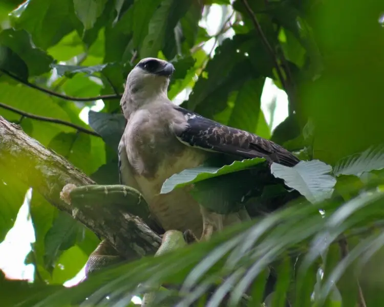 Morphnus guianensis - факти, дієта, ареал і фотографії на Animalia.bio