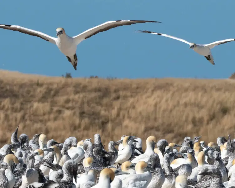 Australasian gannet - Facts, Diet, Habitat & Pictures on Animalia.bio