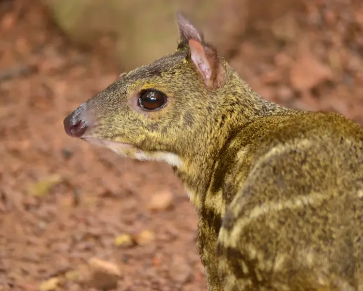 Moschiola kathygre - факти, дієта, ареал і фотографії на Animalia.bio