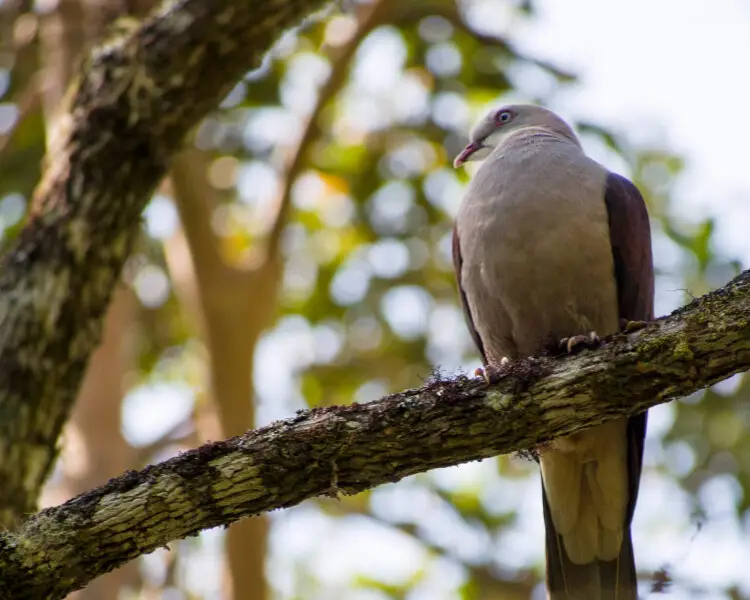 Ducula badia - факти, дієта, ареал і фотографії на Animalia.bio