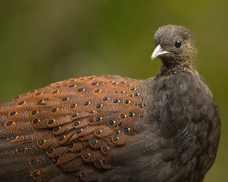 Polyplectron inopinatum - Facts, Diet, Habitat & Pictures on Animalia.bio