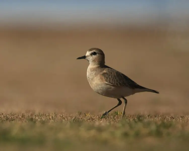 Mountain Plover - Facts, Diet, Habitat & Pictures on Animalia.bio