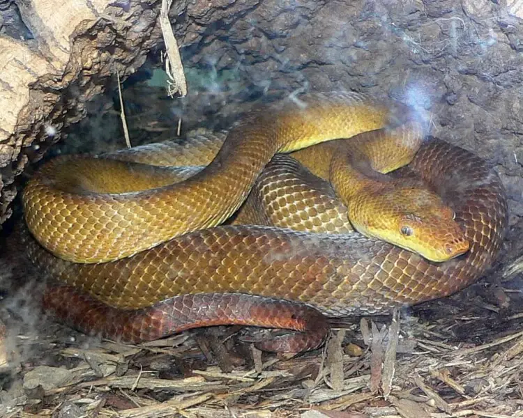 Candoia bibroni - Facts, Diet, Habitat & Pictures on Animalia.bio