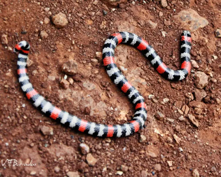 Micrurus baliocoryphus - факти, дієта, ареал і фотографії на Animalia.bio