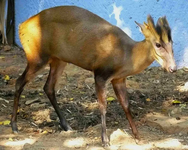 Fea's muntjac - Facts, Diet, Habitat & Pictures on Animalia.bio