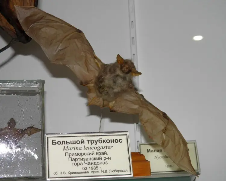 Greater tube-nosed bat - Facts, Diet, Habitat & Pictures on Animalia.bio