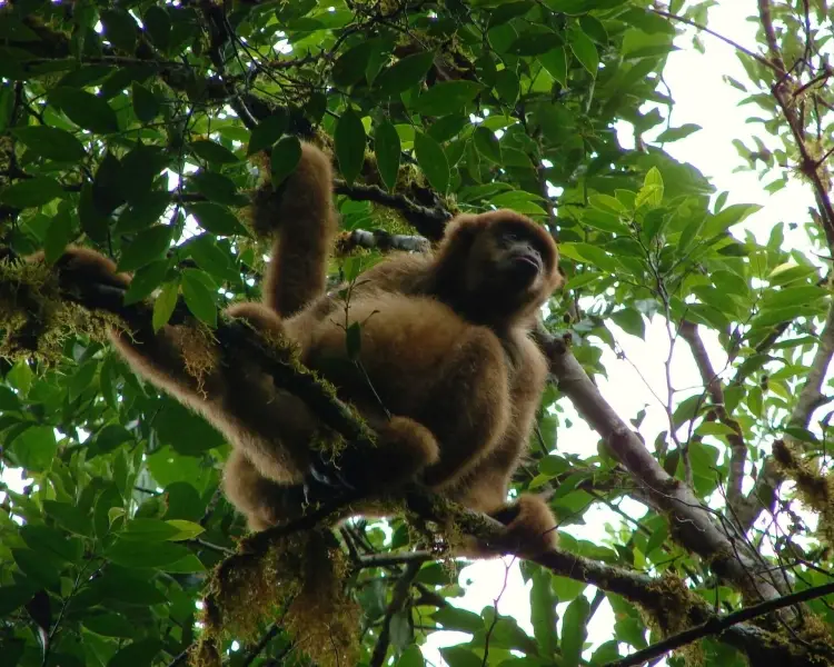 Southern Muriqui - Facts, Diet, Habitat & Pictures on Animalia.bio