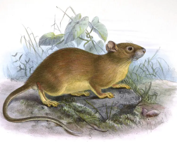 Bower's white-toothed rat - Facts, Diet, Habitat & Pictures on Animalia.bio