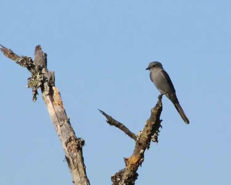 Shear-tailed grey tyrant - Facts, Diet, Habitat & Pictures on Animalia.bio