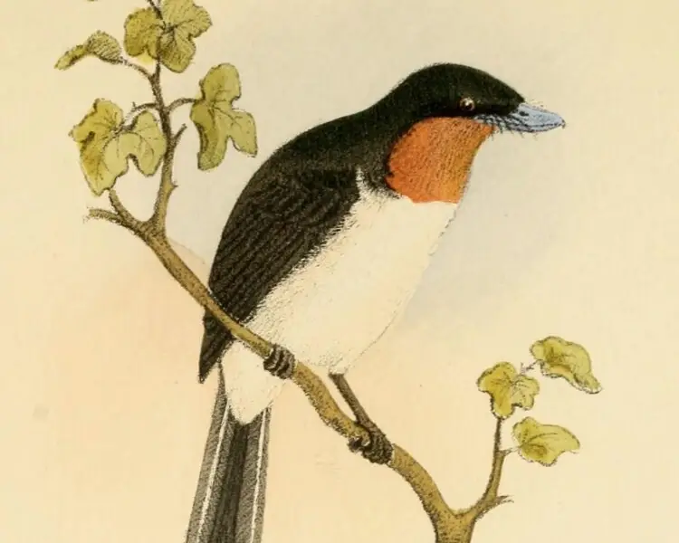 Samoan flycatcher - Facts, Diet, Habitat & Pictures on Animalia.bio