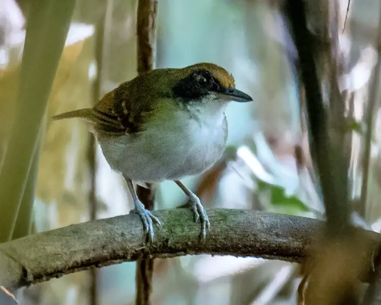 Ash-breasted antbird - Facts, Diet, Habitat & Pictures on Animalia.bio