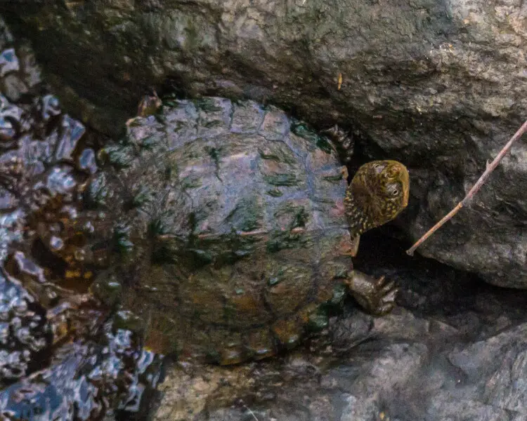 Saw-shelled turtle - Facts, Diet, Habitat & Pictures on Animalia.bio