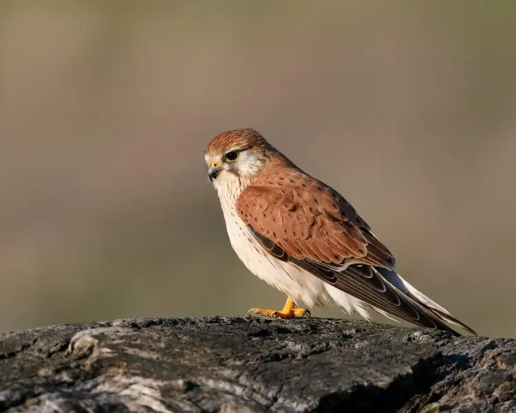 Nankeen kestrel - Facts, Diet, Habitat & Pictures on Animalia.bio